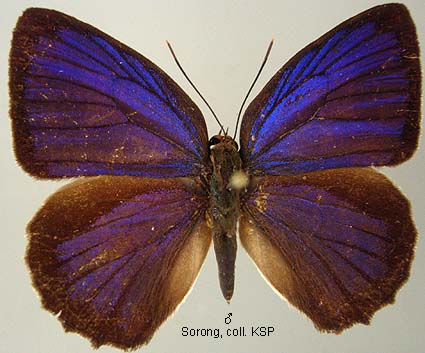 Papua Insects Foundation (Lepidoptera/Lycaenidae/Lycaeninae(Arhopala ...